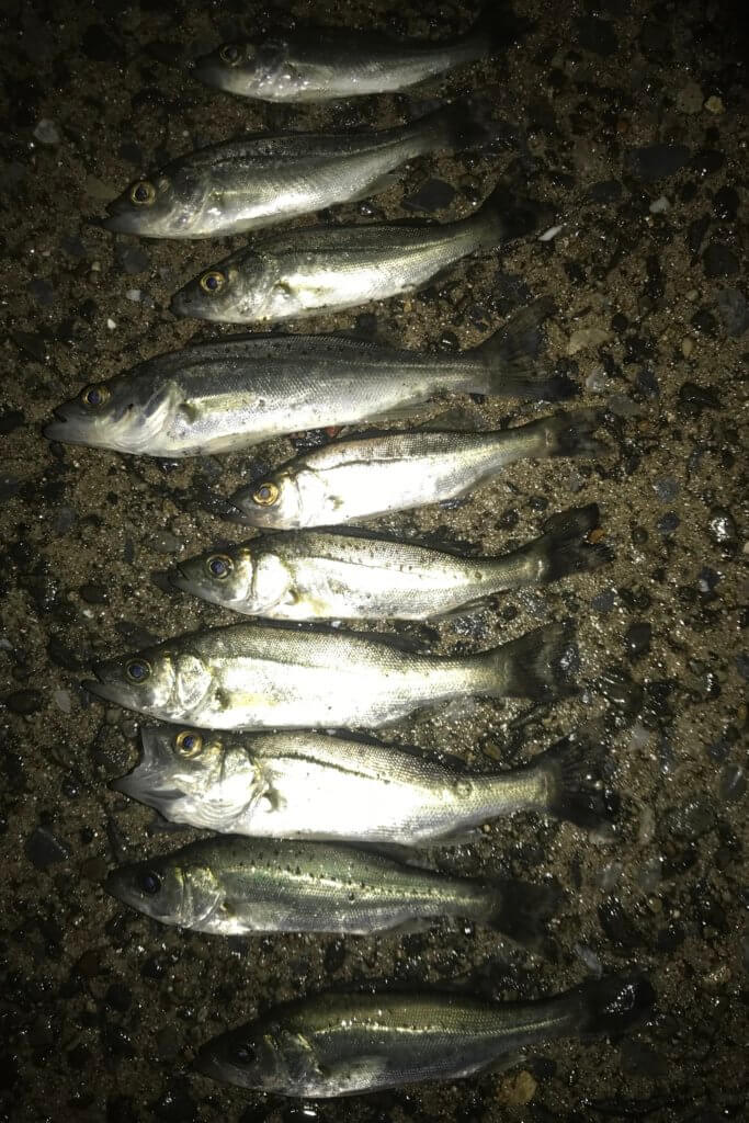 横浜、アジングにて Breaden TREVALISM KABIN のインプレ | / LIGHT GAME LOG